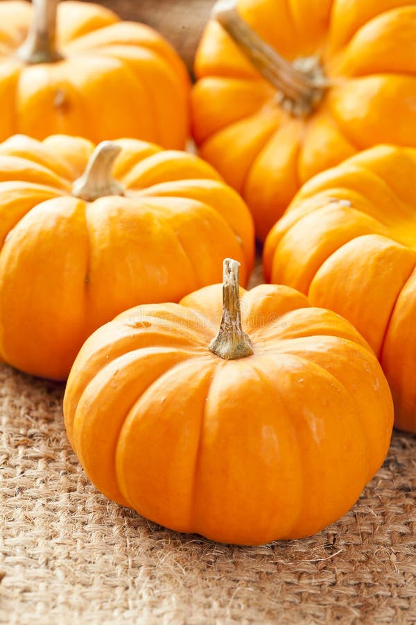 Fresh Orange Organic Pumpkin Stock Photo - Image of decoration ...