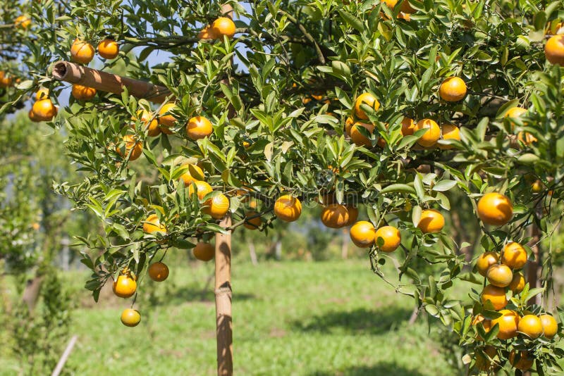 Fresh Orange on Plant, Orange Tree Stock Photo - Image of healthy ...