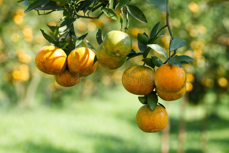 Fresh Orange on Plant,Orange Tree. Stock Image - Image of leaf, crops ...