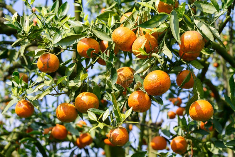 Fresh Orange on Plant,Orange Tree. Stock Photo - Image of juicy, fruit ...