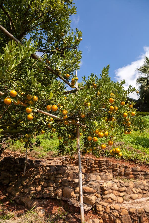 Fresh Orange on Plant,Orange Tree. Stock Image - Image of farmers ...