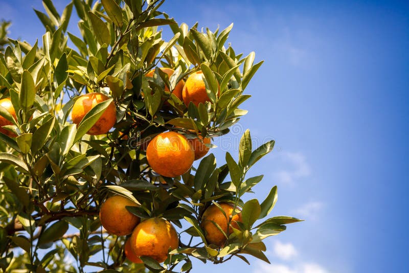 Fresh Orange on Plant,Orange Tree. Stock Image - Image of fresh ...