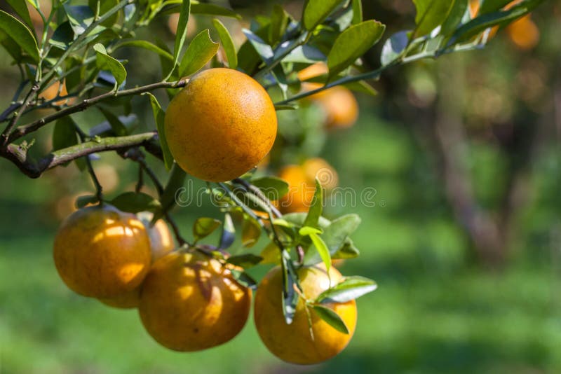 Fresh Orange on Plant,Orange Tree. Stock Image - Image of farmers ...