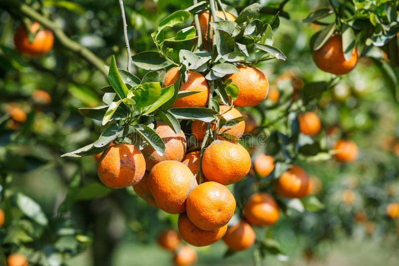 Fresh Orange on Plant,Orange Tree. Stock Image - Image of citrus ...