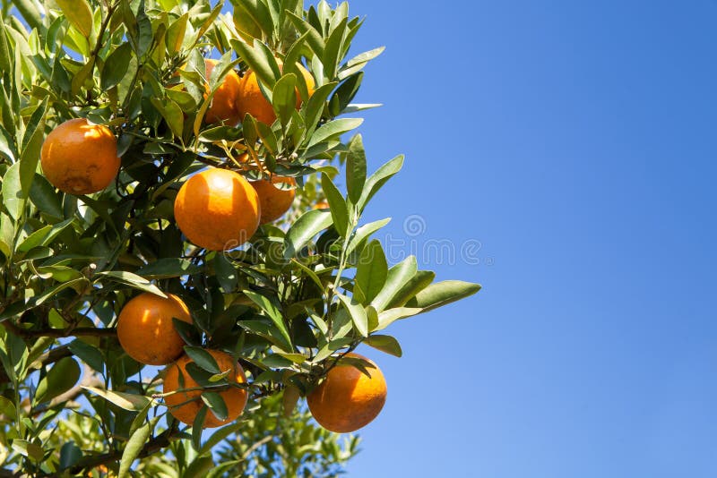 Fresh Orange on Plant, Orange Tree Stock Photo - Image of citrus ...