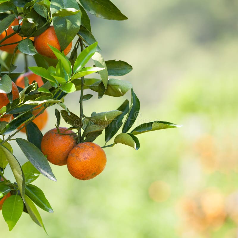 Fresh Orange on Plant, Orange Tree Stock Image - Image of leaf, citrus ...