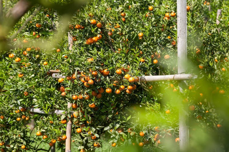 Fresh Orange on Plant, Orange Tree Stock Photo - Image of natural ...