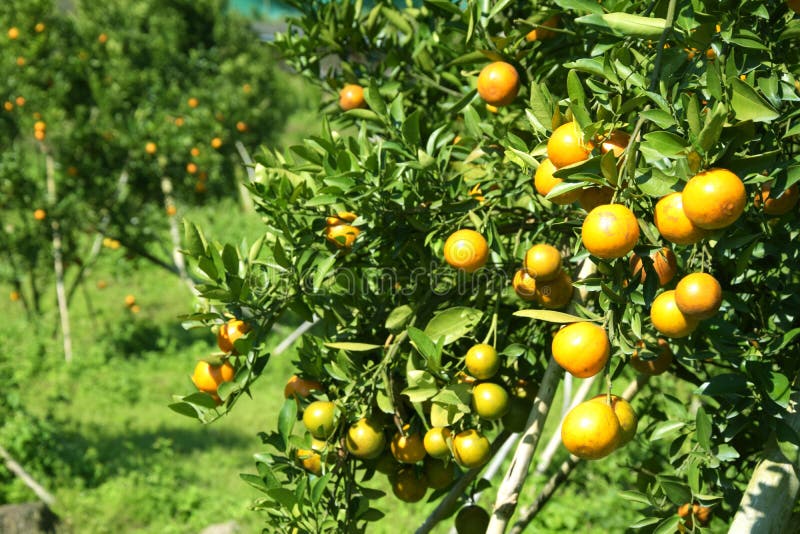 Fresh Orange on Plant, Orange Tree. Stock Photo - Image of orange ...