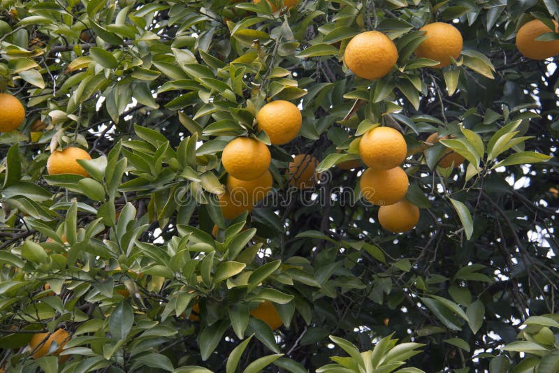Fresh Orange on Plant, Orange Tree. Stock Image - Image of fruit ...