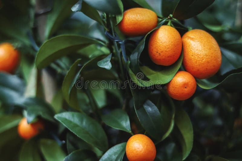 Fresh Orange on Plant, Orange Tree Stock Photo - Image of fresh ...