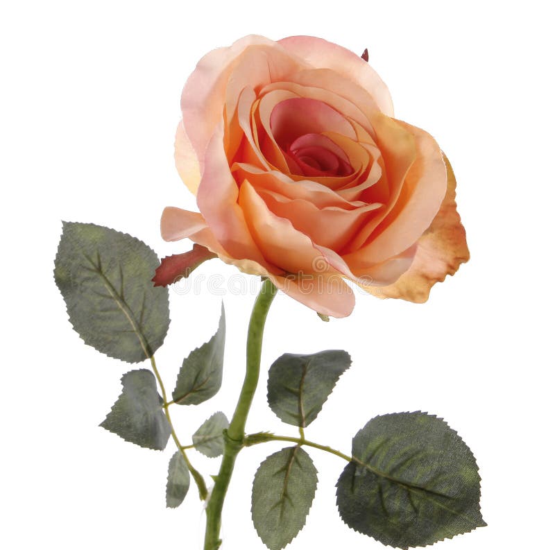 Fresh Orange Rose on a White Background Stock Photo - Image of floral ...