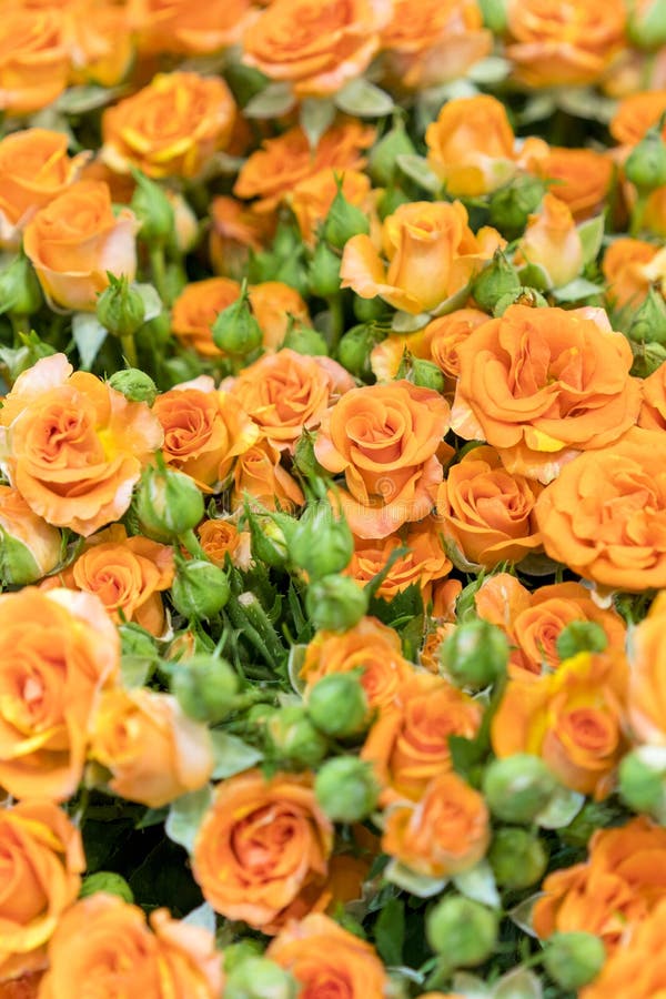 Fresh Orange Roses. Background. Natural Background of Fresh Roses. Soft ...
