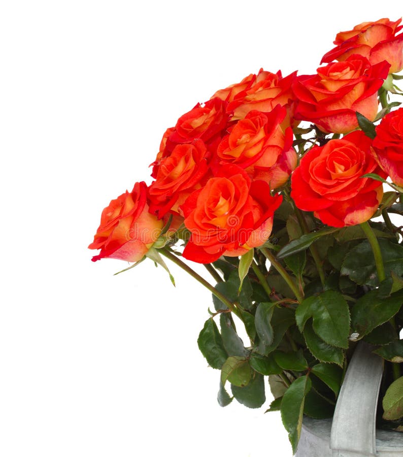 Fresh Orange Roses Close Up Stock Photo - Image of fresh, bloom: 35043164