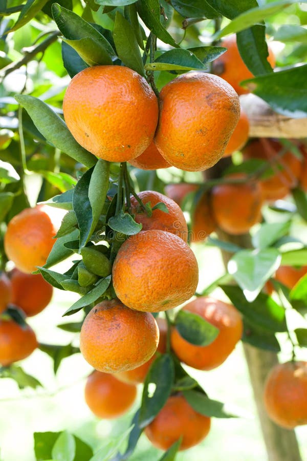 Fresh orange on tree stock photo. Image of fruit, growing - 38018718
