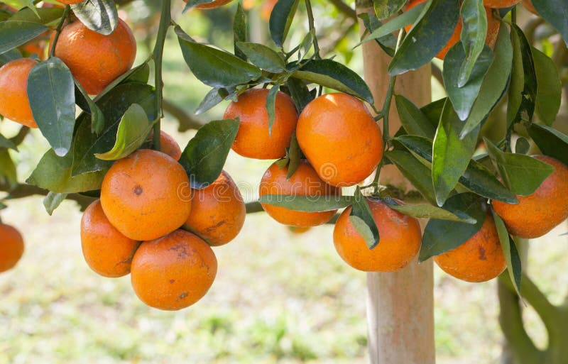 Fresh orange on tree stock image. Image of farm, garden - 38018849