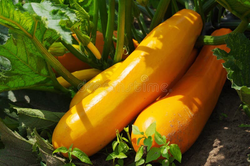 Fresh Orange Vegetable Marrows on the Earth Stock Photo - Image of land ...