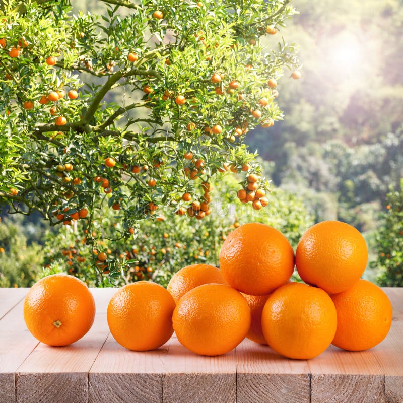 Fresh Orange on Wood Table in Garden Stock Image - Image of green, grow ...