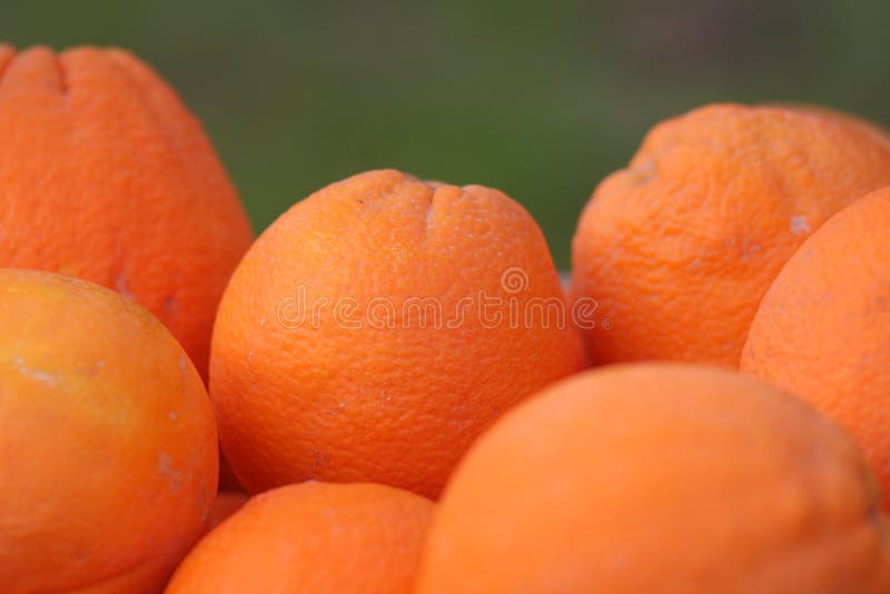 Fresh oranges stock photo. Image of citrus, round, outdoors - 12729146