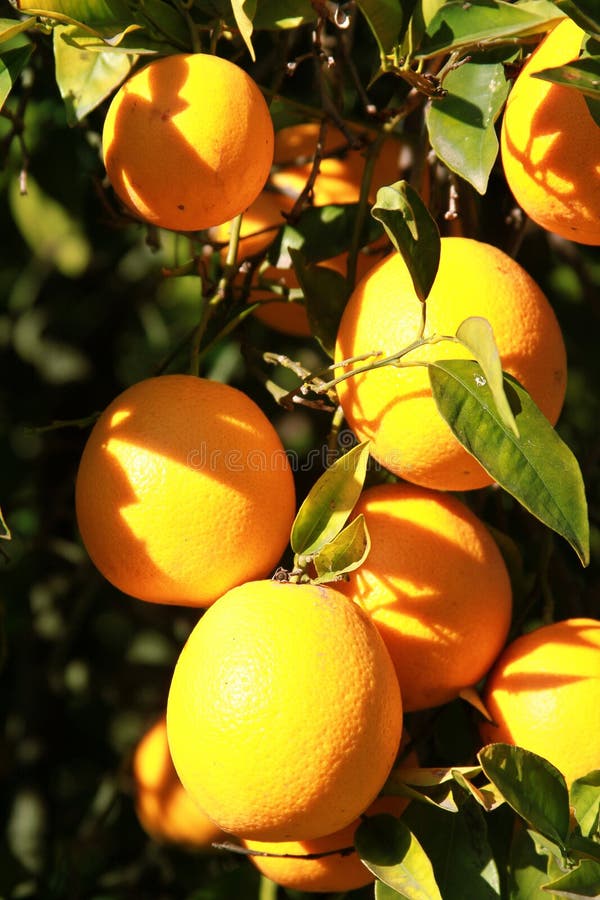 Florida Oranges stock photo. Image of grove, pretty, farm - 19545174