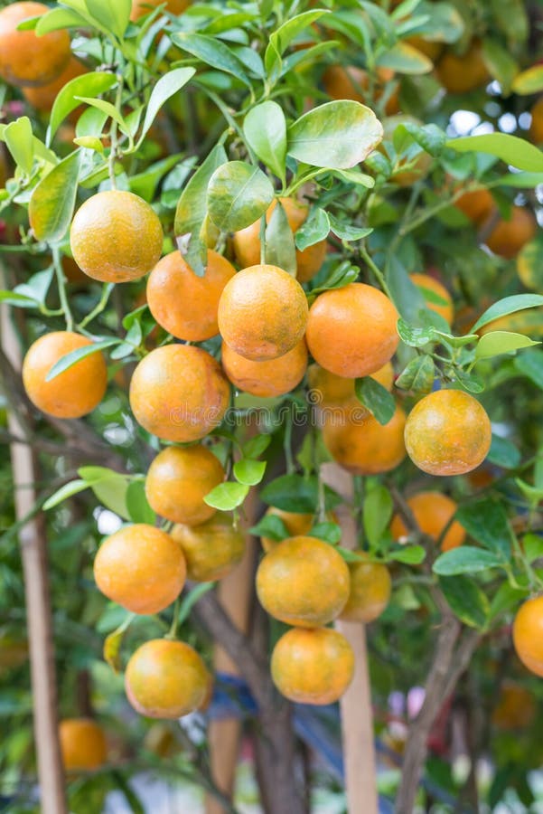 Fresh Oranges Hanging on Branch Stock Image - Image of plantation ...