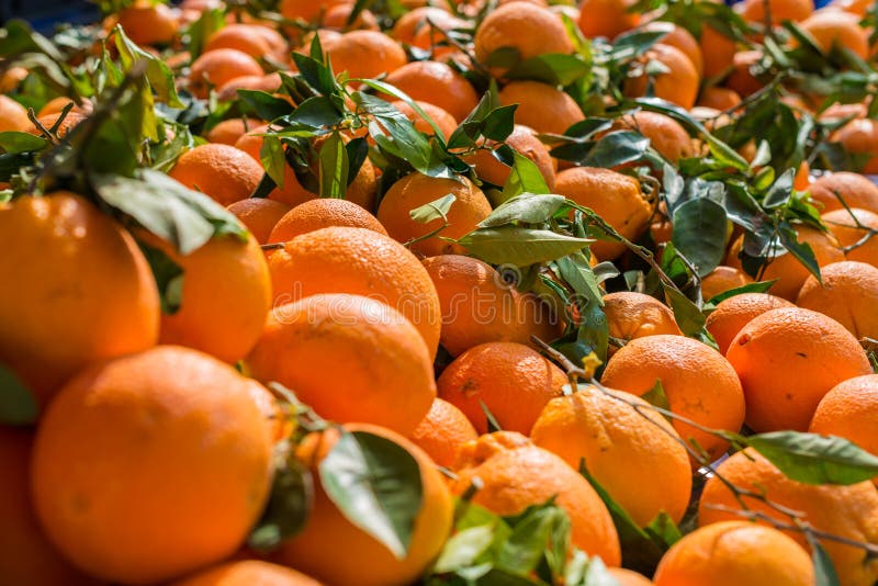 Fresh Oranges stock image. Image of deep, child, moist - 61367953