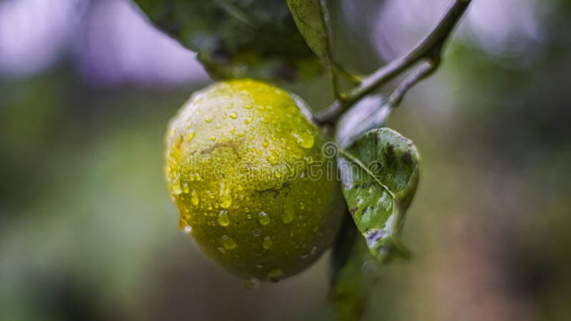 Oranges in the Rain stock photo. Image of tree, citrus - 82291718
