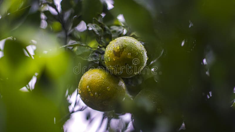 Oranges in the Rain stock photo. Image of tree, citrus - 82291718