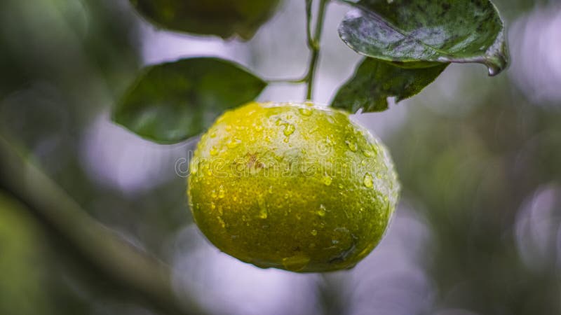 Oranges in the Rain stock photo. Image of tree, citrus - 82291718