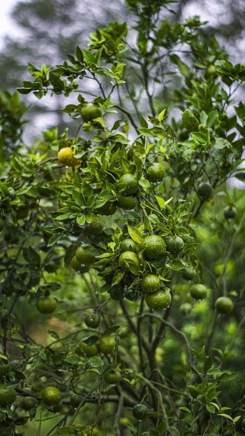 Oranges in the Rain stock photo. Image of tree, citrus - 82291718