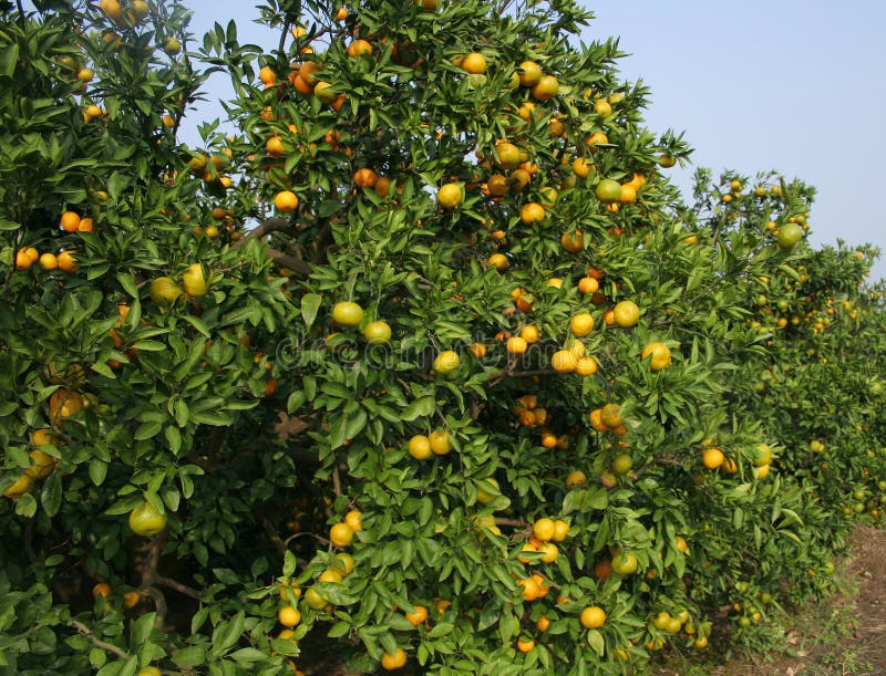 Fresh Oranges on a tree stock image. Image of agriculture - 11834029