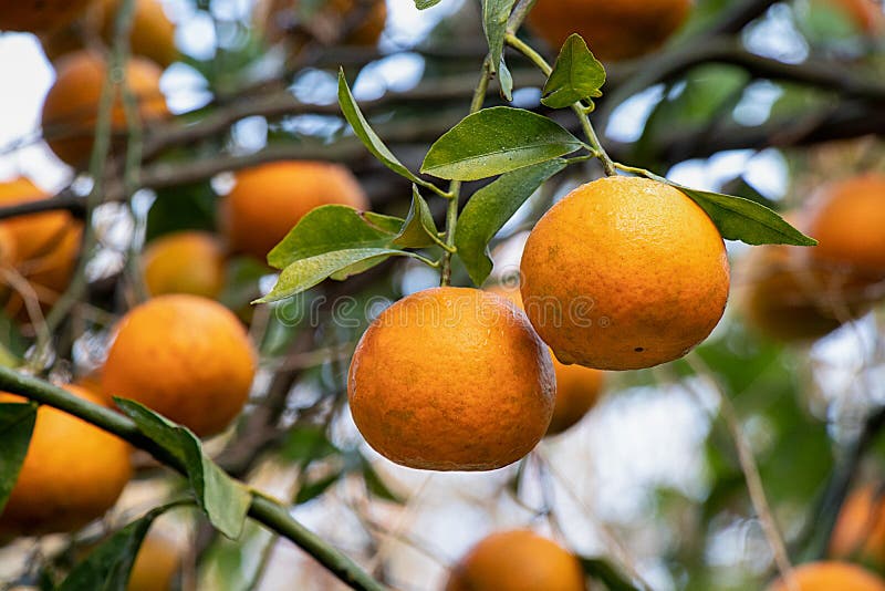 Fresh Oranges on Tree, with Leaves and Branches Stock Photo - Image of ...
