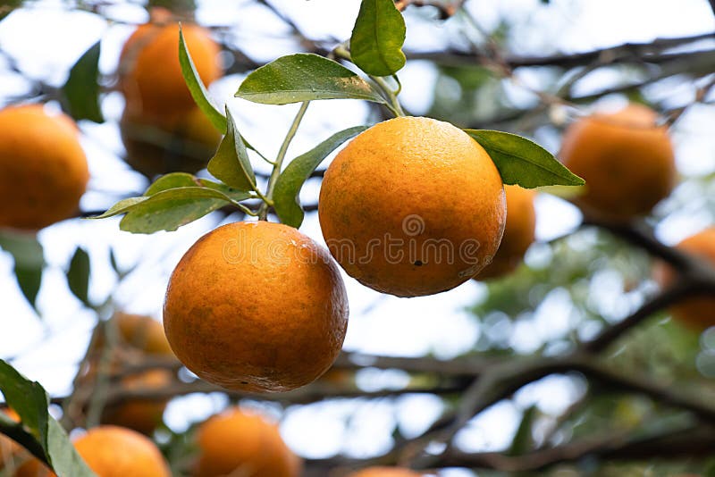 Fresh Oranges on Tree, with Leaves and Branches Stock Photo - Image of ...