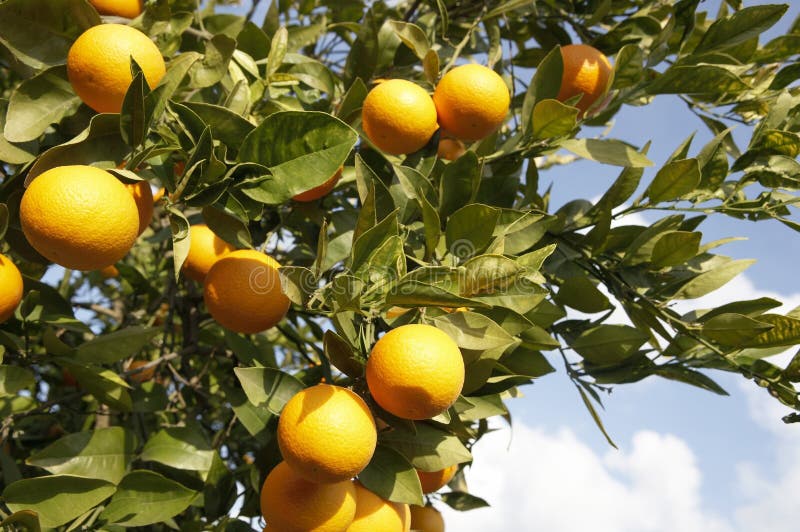 Fresh Oranges on Tree in the Sun Stock Image - Image of multiple, grove ...