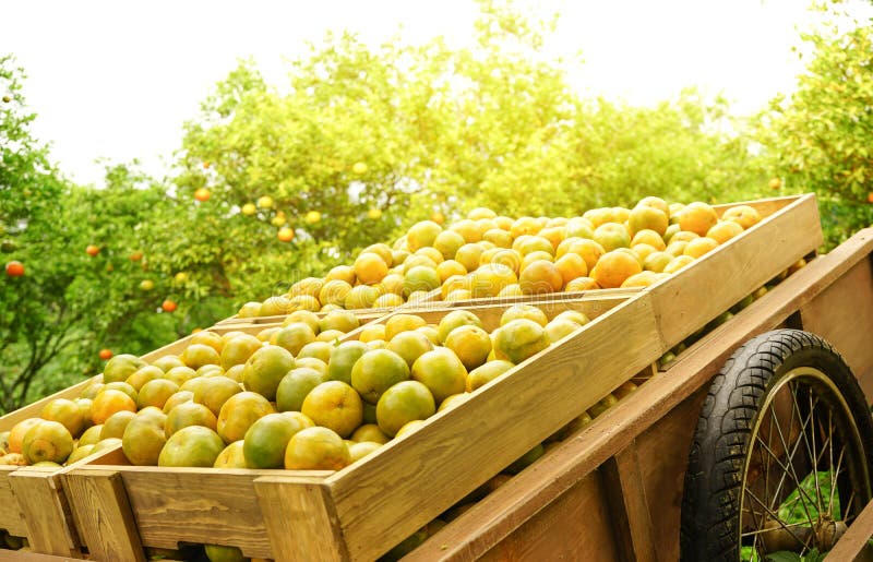 Fresh Oranges on Wooden Box at Farm Stock Photo - Image of juicy ...