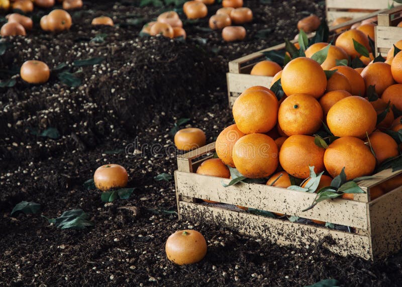 Fresh Oranges in the Wooden Box Stock Image - Image of lifestyle ...