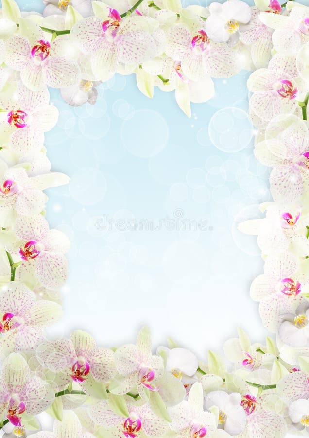 Fresh orchid border stock illustration. Illustration of blossom - 20366097
