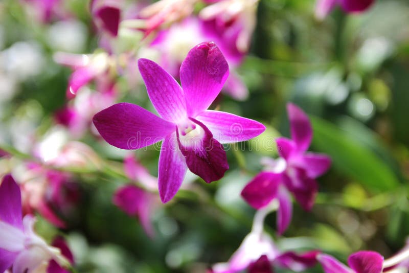 Fresh orchid in the forest stock image. Image of flora - 34955089