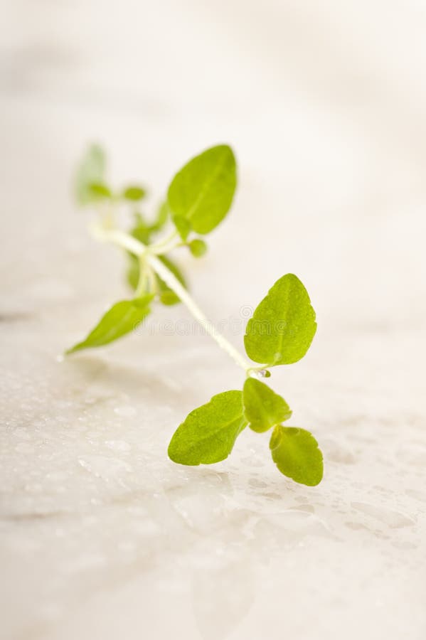 Fresh Oregano (Origanum Vulgare) Stock Image - Image of seasonings ...