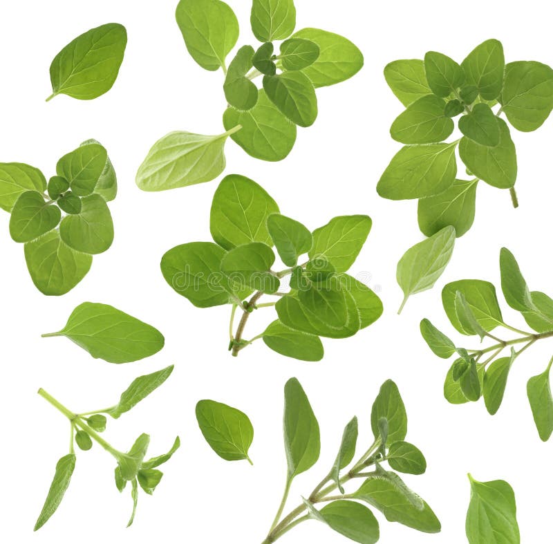Fresh Oregano Twigs in Air on White Background Stock Photo - Image of ...