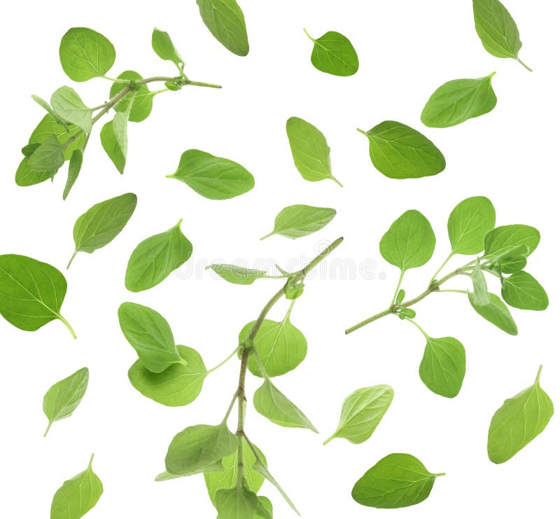 Fresh Oregano Twigs in Air on White Background Stock Photo - Image of ...