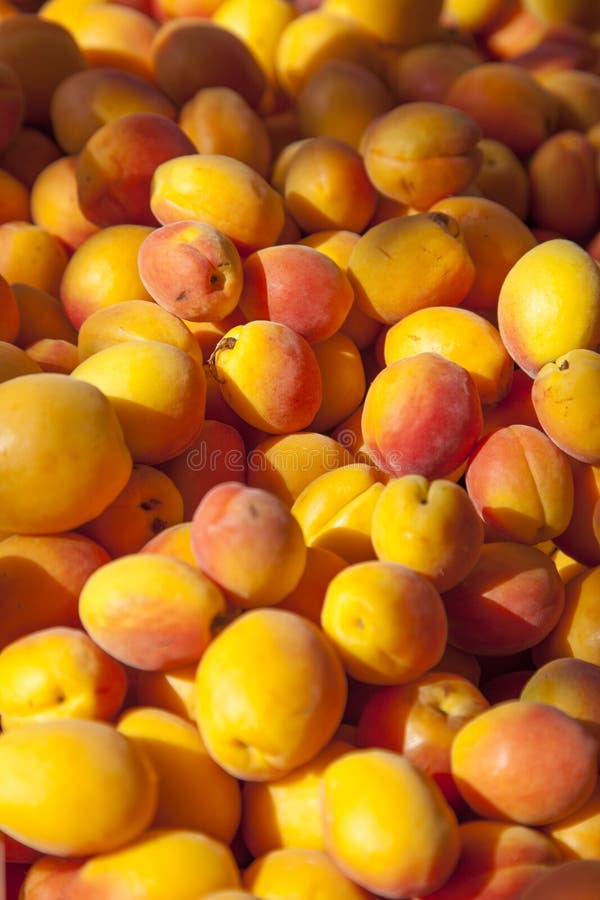 Organic apricots stock photo. Image of delicious, fruit - 15399860