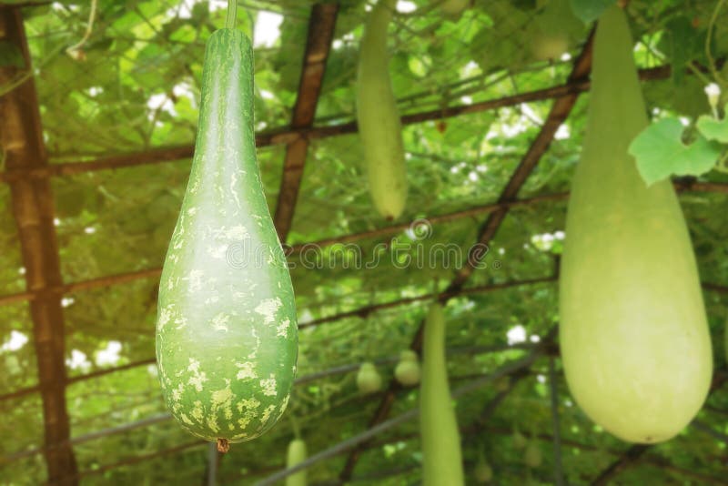 Fresh Asian Squash Growing on Vine Stock Photo - Image of nutrition ...