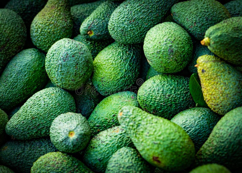 Avocado from Mexico on a Market Stock Image - Image of vegetables ...