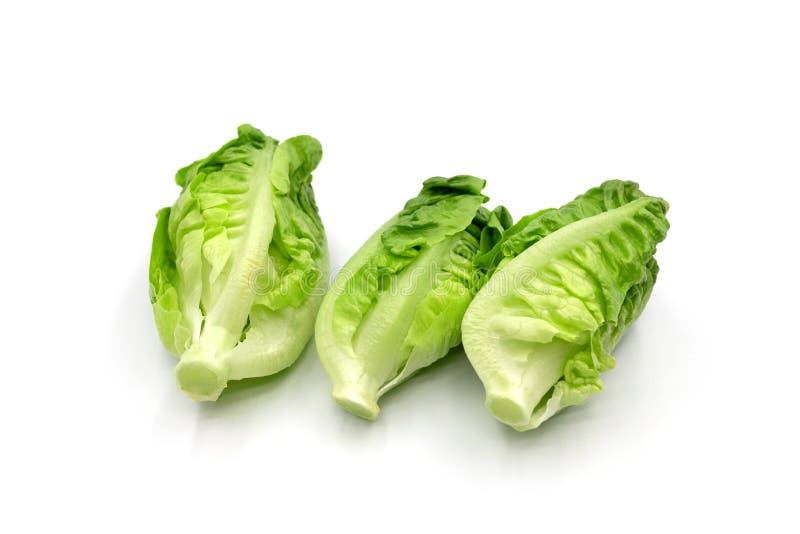 Fresh organic baby cos stock image. Image of dietary - 261165759