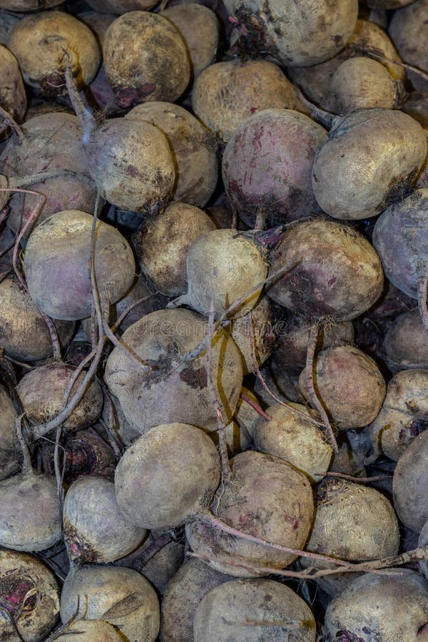Fresh Organic Beetroot from Farm Close Up from Different Angle Stock ...
