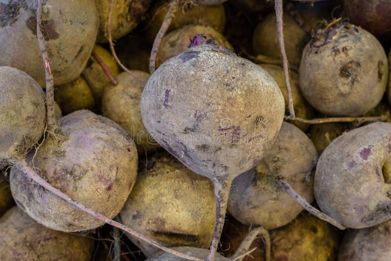 Fresh Organic Beetroot from Farm Close Up from Different Angle Stock ...