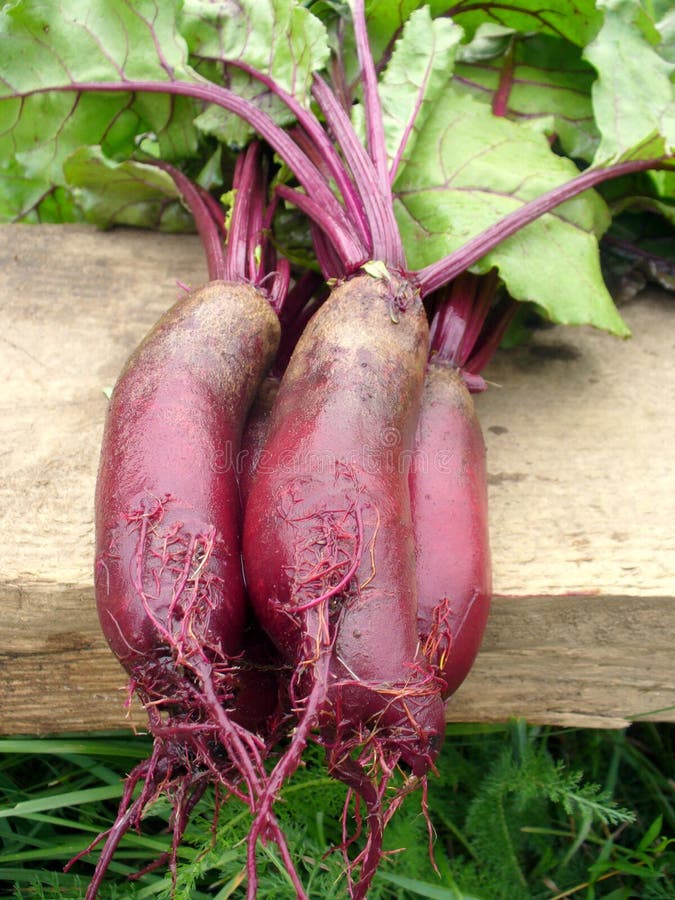 Bunch of Beetroot stock photo. Image of focus, abundance - 7229440
