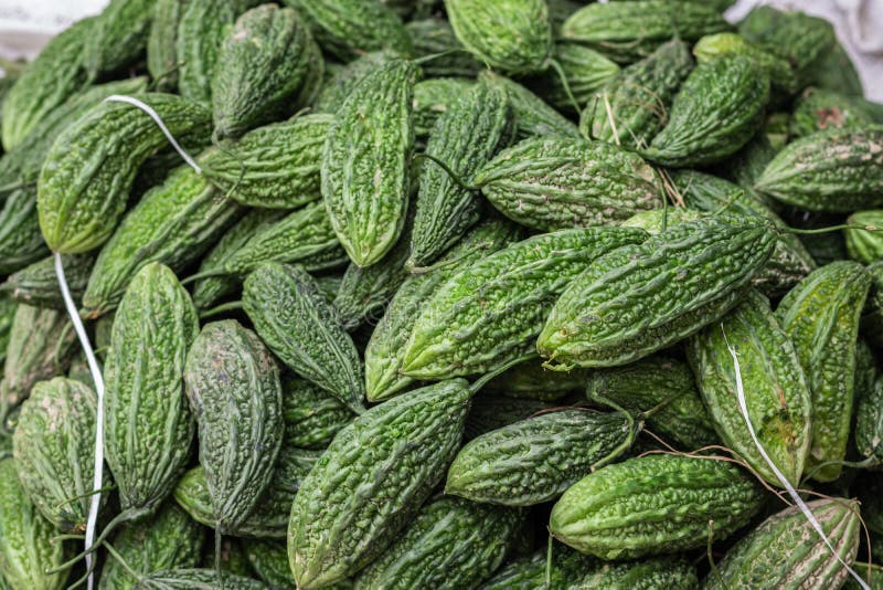 Fresh Organic Bitter Guard from Farm Close Up from Different Angle ...