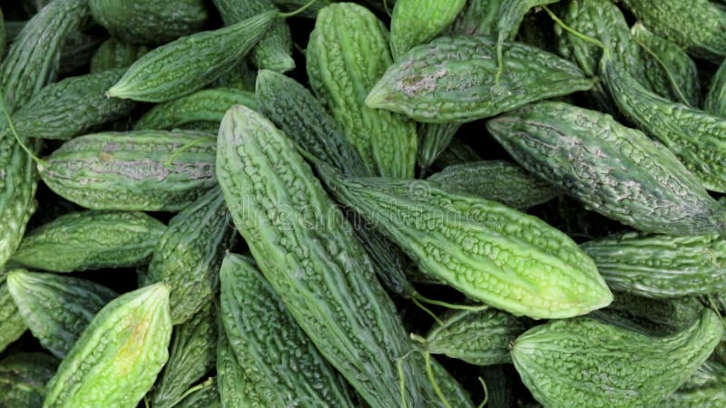 Fresh Organic Bitter Guard from Farm Close Up from Different Angle ...
