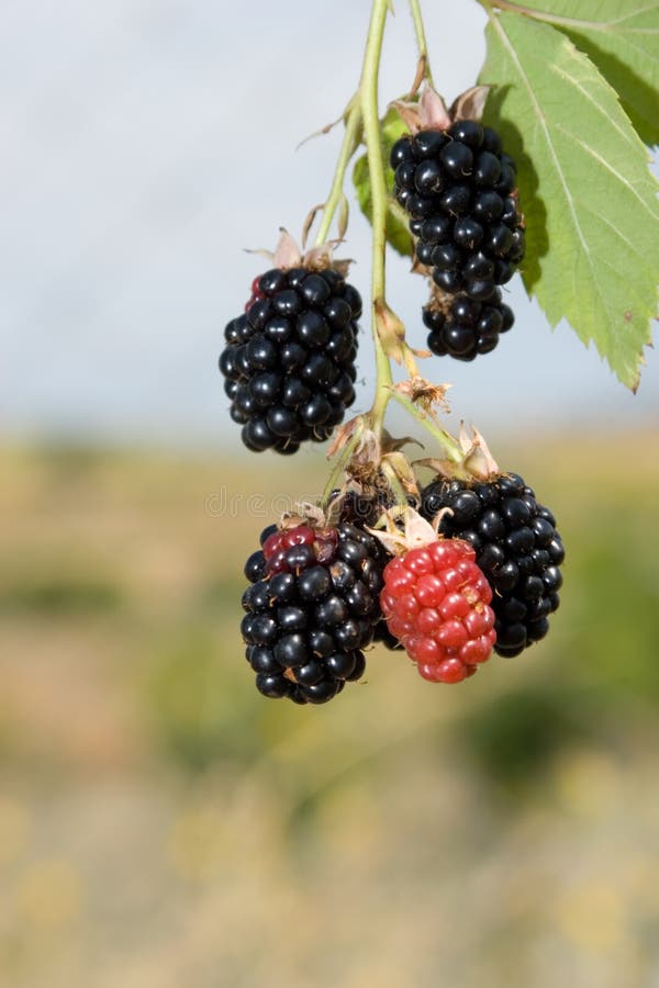Fresh organic blackberries stock image. Image of summer - 6164157